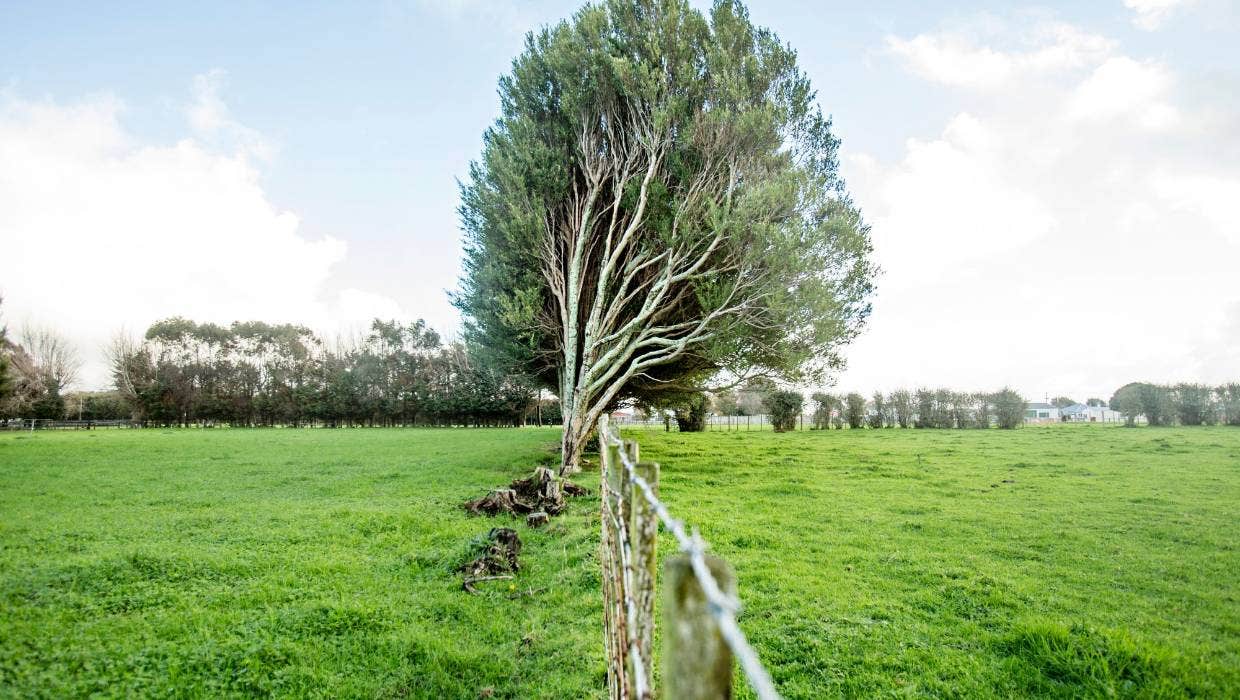 Te Kohia Pā | Te Kotahitanga o Te Atiawa